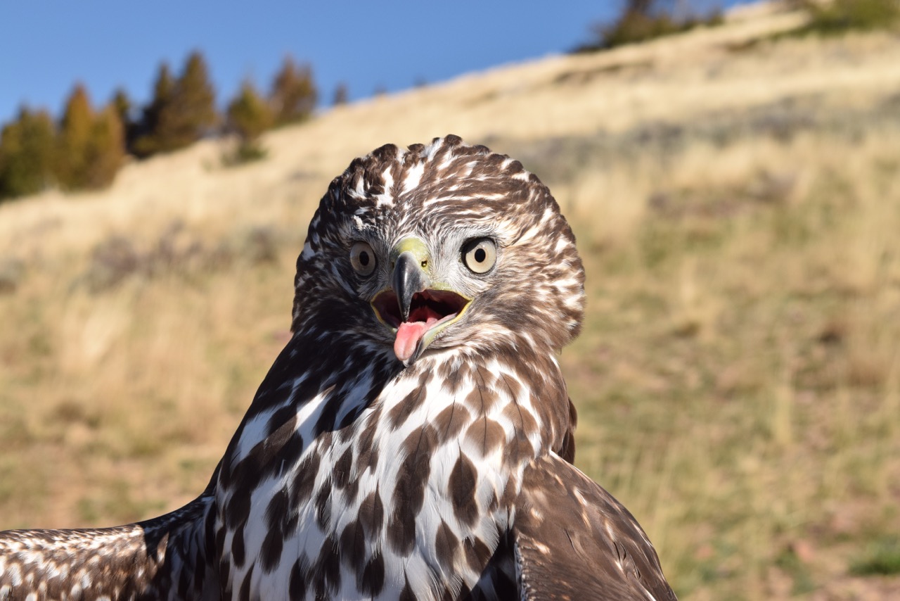 Juvenile Harlan's Hawk - Flathead Audubon Society