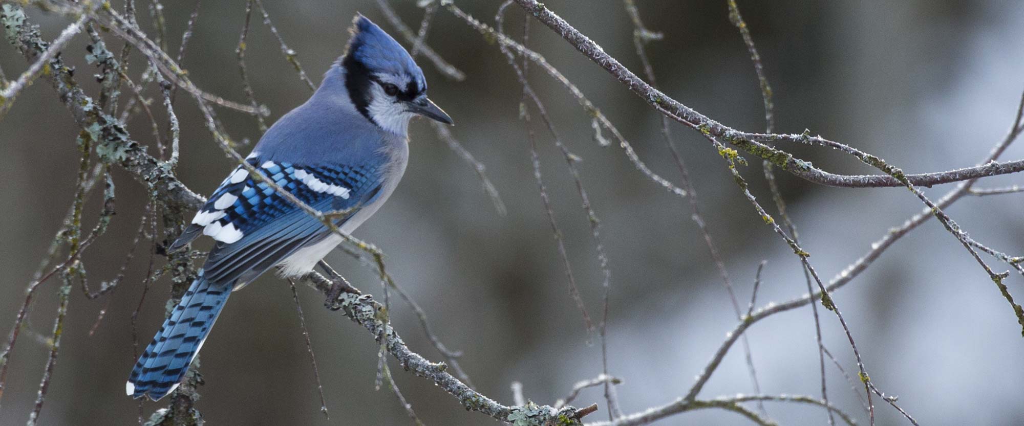 Blue Jay - Flathead Audubon Society