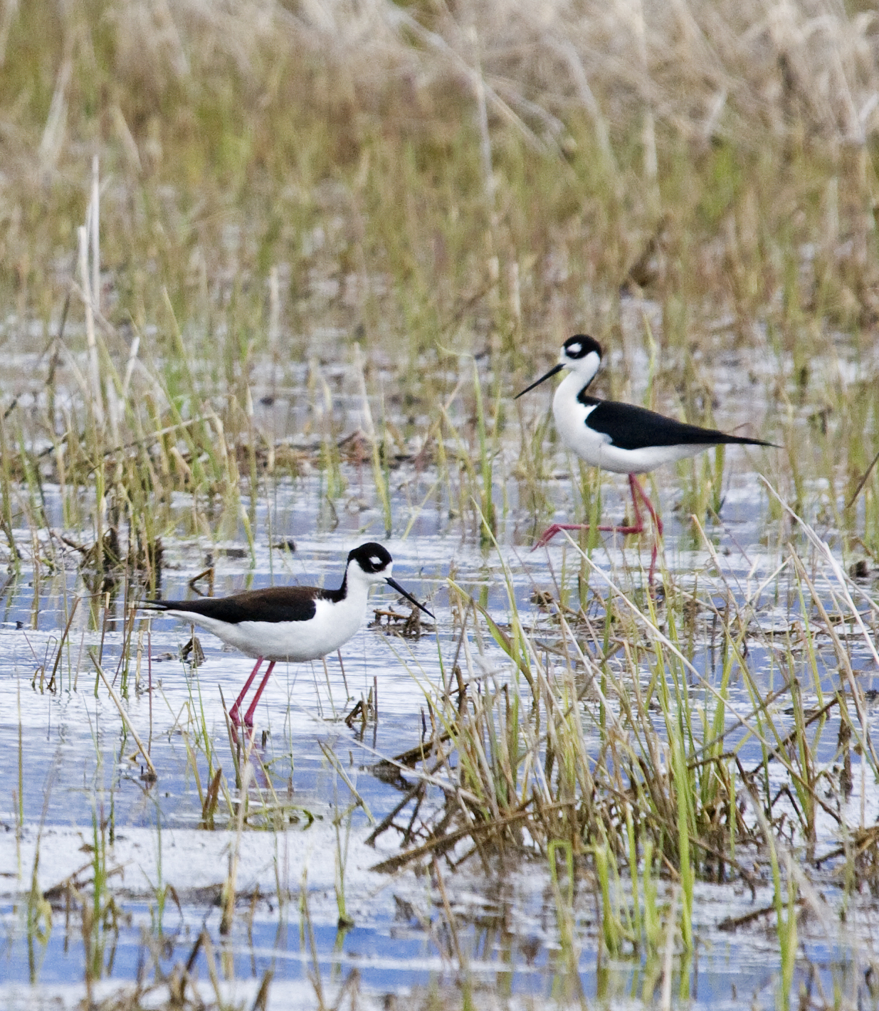 Black-necked Stilts - Flathead Audubon Society