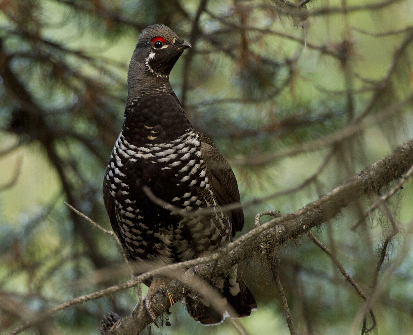 Spruce Grouse - Flathead Audubon Society