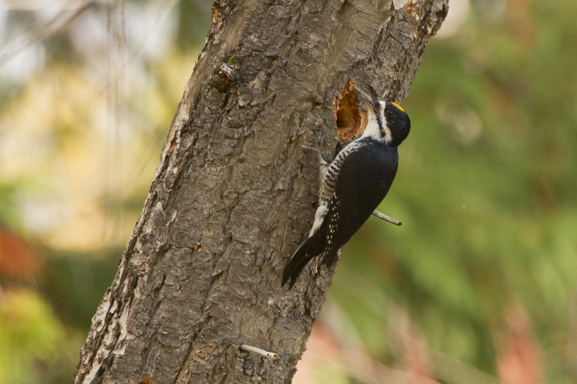 Black-backed Woodpecker - Flathead Audubon Society